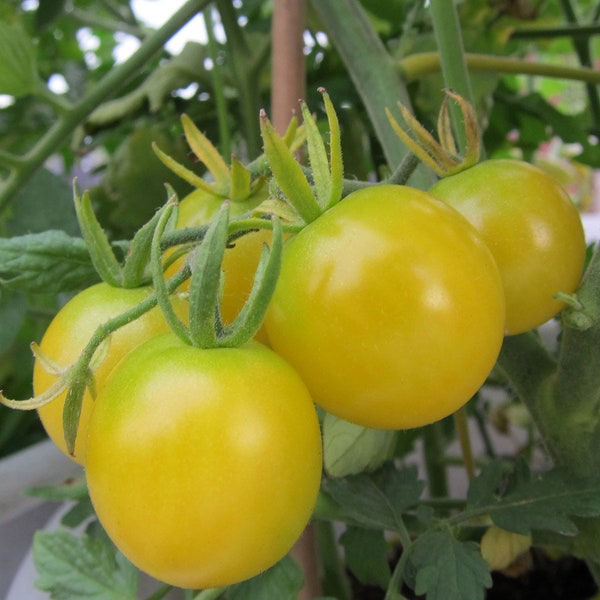 Red Lemon Seeds - Etsy