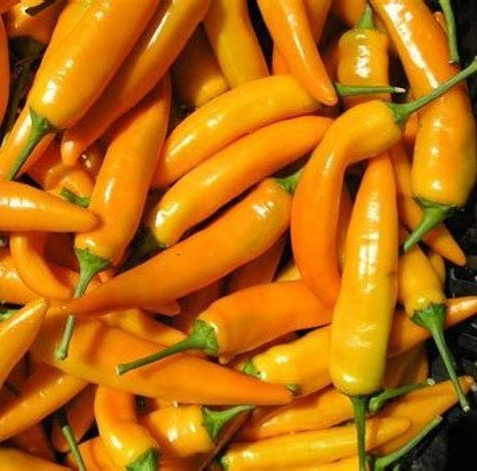 Tequila Sunrise Sweet Pepper Seeds - Etsy
