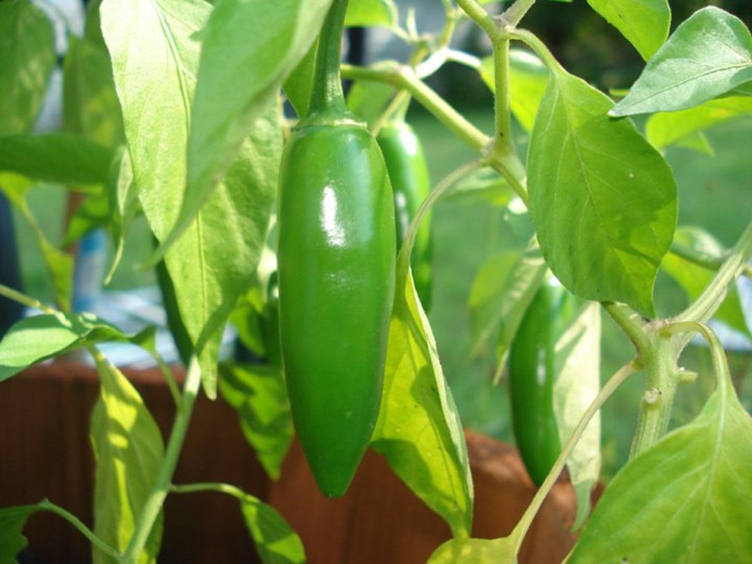 Serrano Pepper Seeds - Etsy