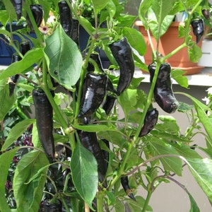 Purple Marconi Pepper Seeds - Etsy