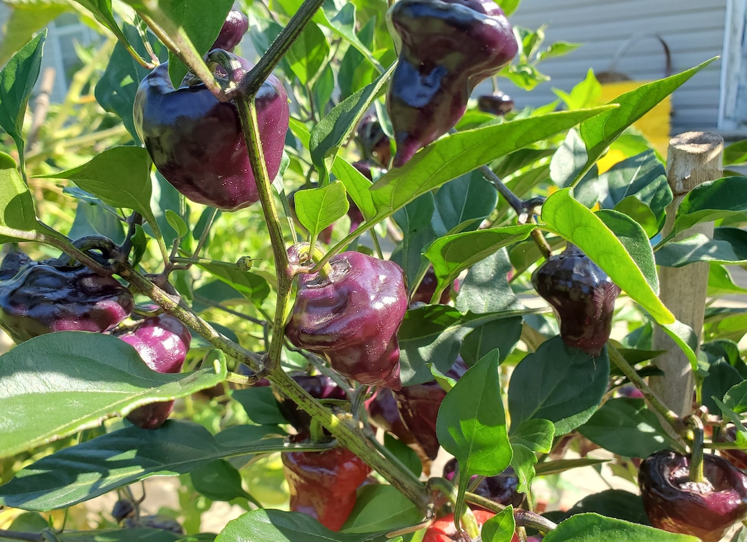 Purple UFO Pepper Seeds - Etsy