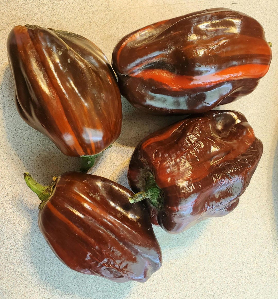 Chocolate Cherry Candy Cane Pepper Seeds - Etsy