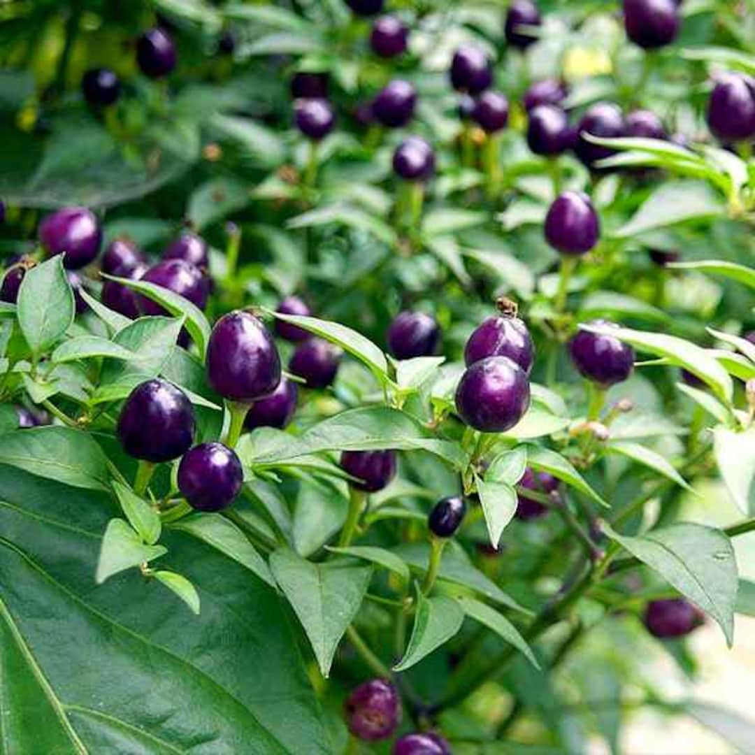 Filius Blue Pepper Seeds - Etsy