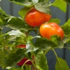 Quadratro D'asti Rosso Pepper Seeds - Etsy