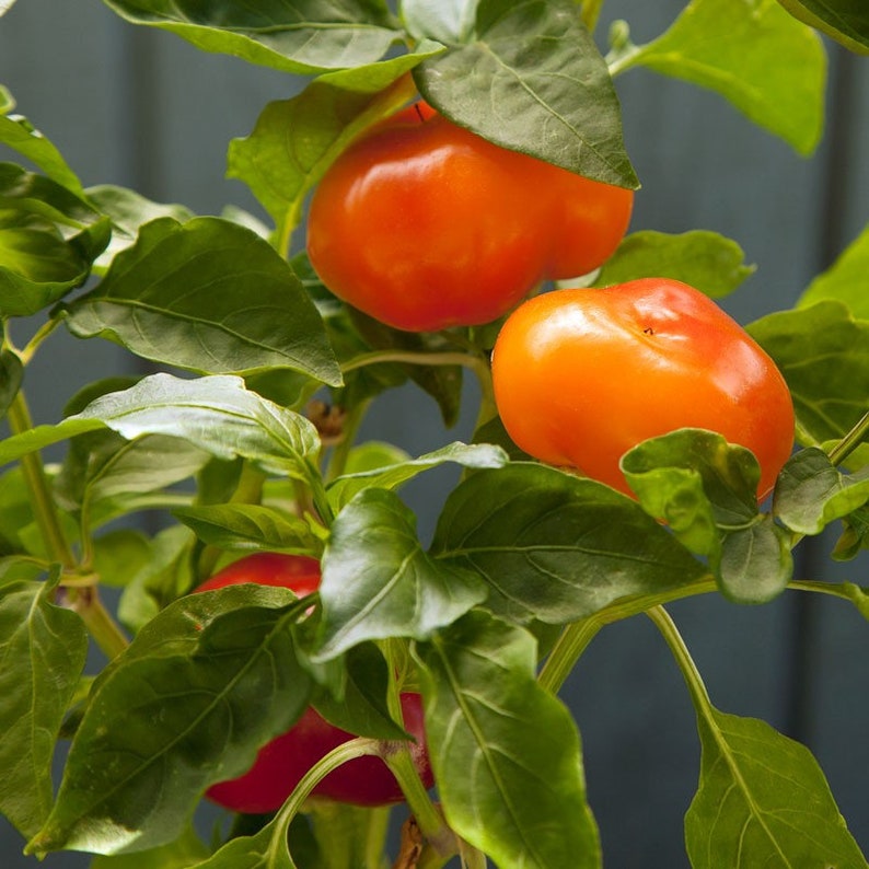 Alma Paprika Pepper Seeds - Etsy