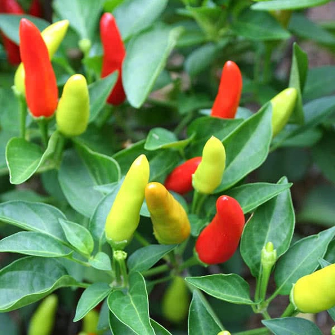 Super Chili Pepper Seeds - Etsy