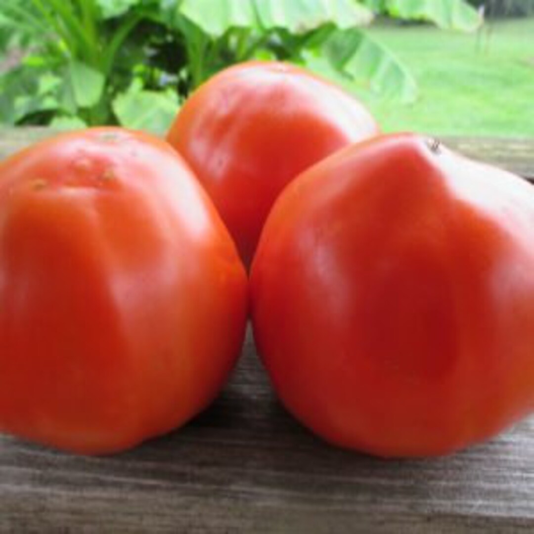 Italian Heirloom Tomato Seeds - Etsy