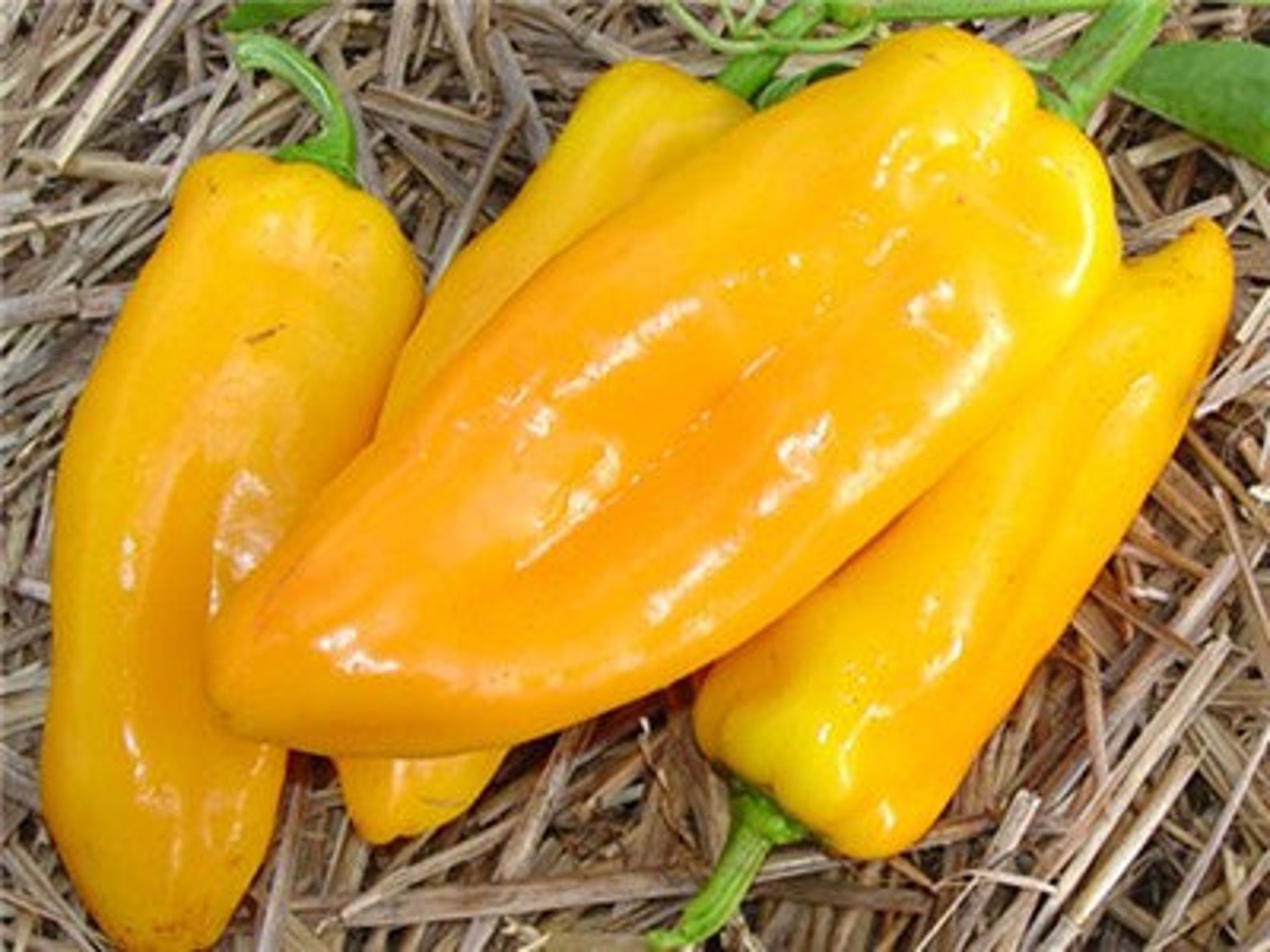 Golden Marconi Pepper Seeds - Etsy