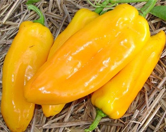 Golden Marconi Pepper Seeds - Etsy