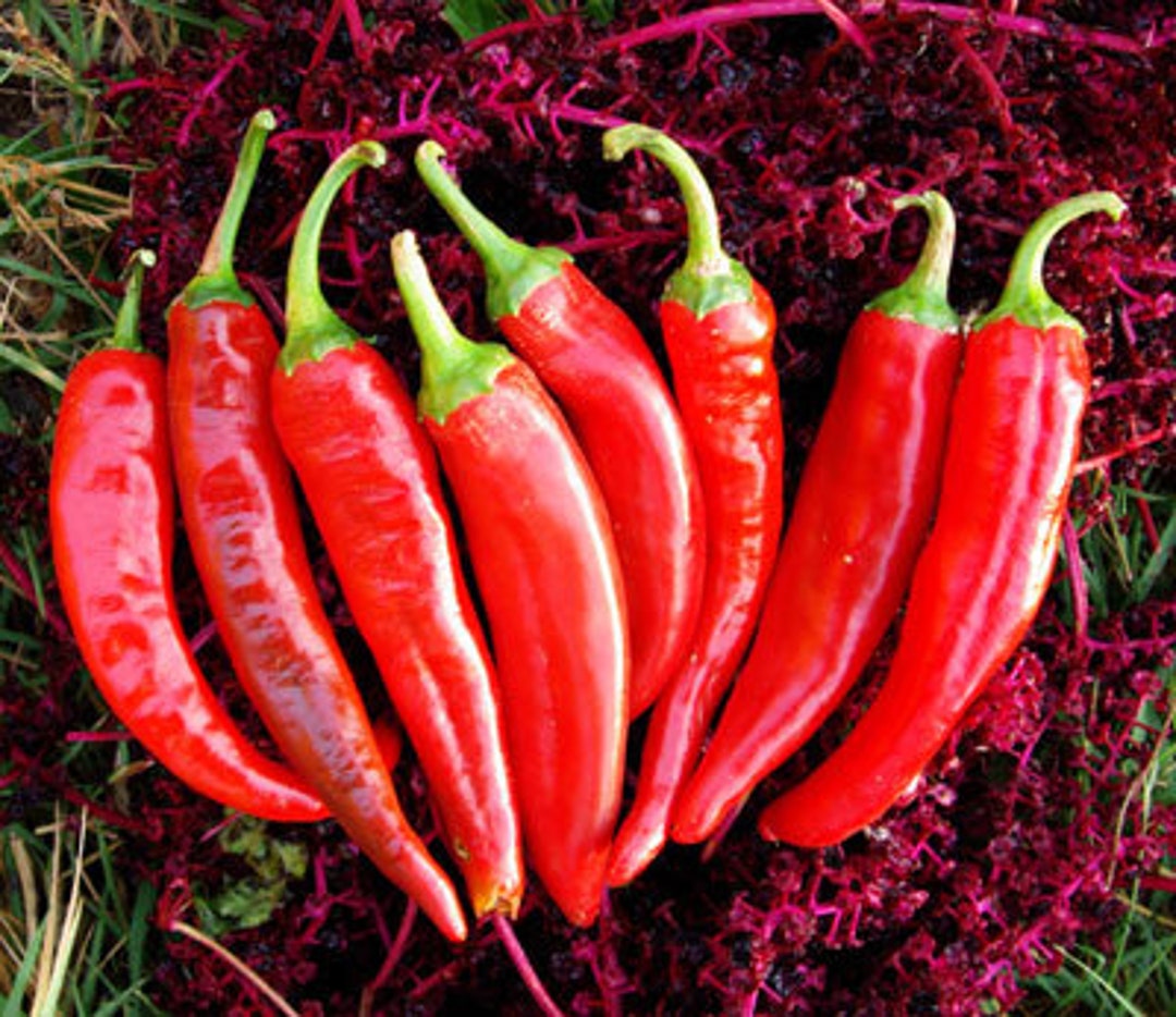 Guajillo Pepper Seeds - Etsy