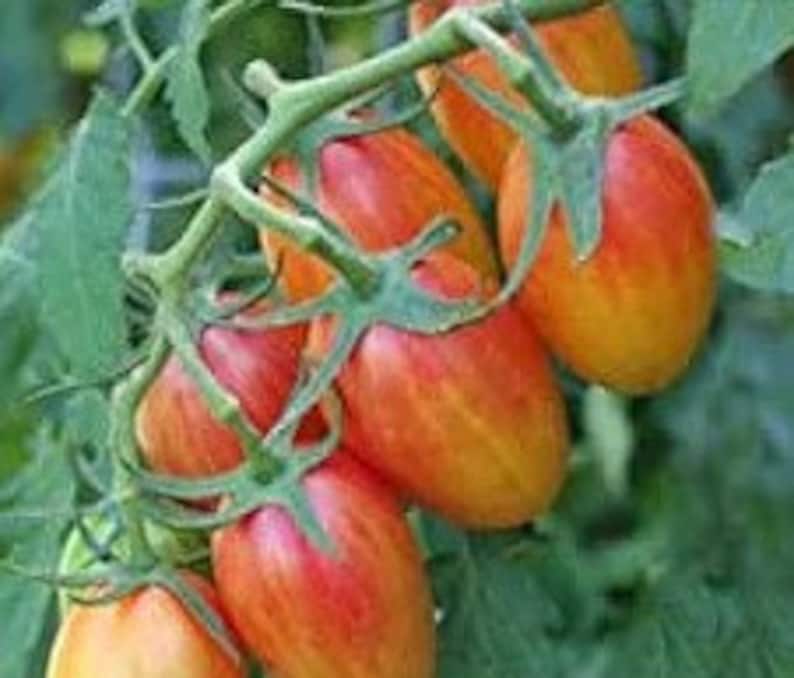 Tiger Blush Tomato Seeds - Etsy