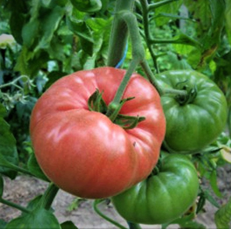 German Pink Tomato Seeds - Etsy