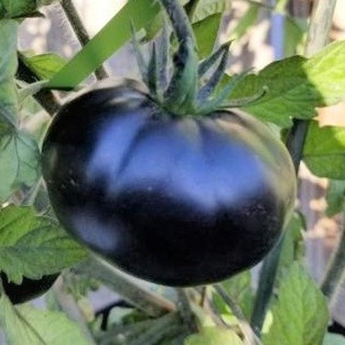 Blue Beauty Tomato Seeds - Etsy