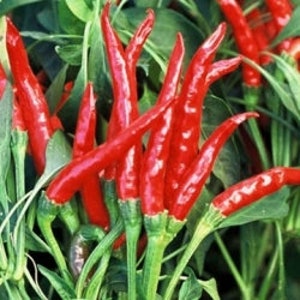 Thai Dragon Pepper Seeds - Etsy