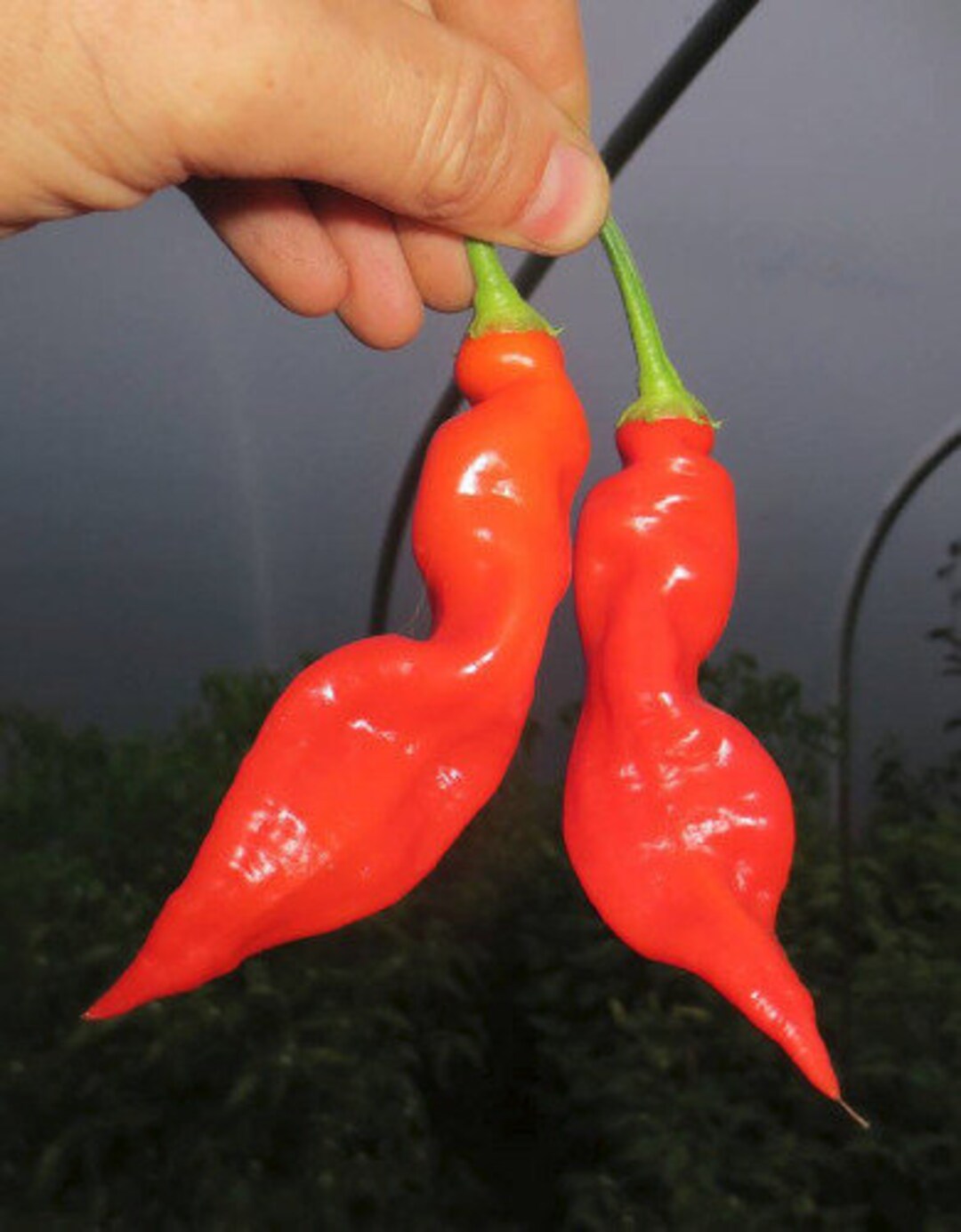 Sugar Rush Red Pepper Seeds - Etsy