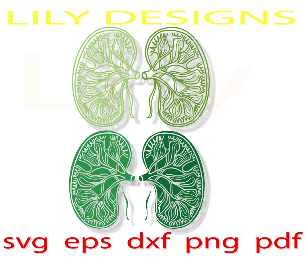 Kidney Drawing Svg Awareness Anatomy Human Vector Doodle Internal ...