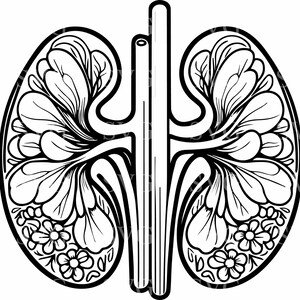 Floral Kidneys SVG | 4 Anatomical Kidneys With Flower Cut File ...