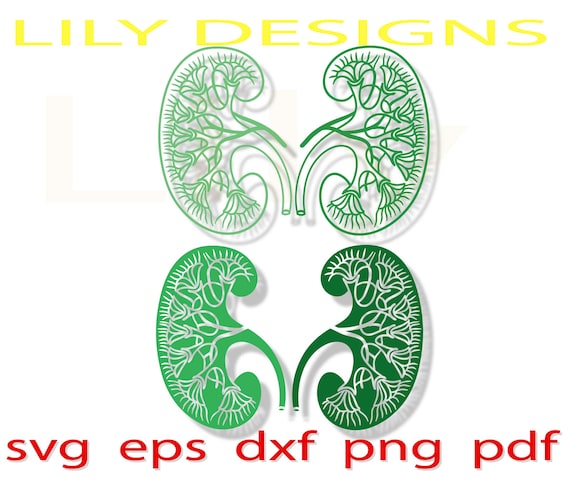 Digital Kidney SVG Cut Files Kidney Anatomy Svg Urinary Svg Doctors Svg ...