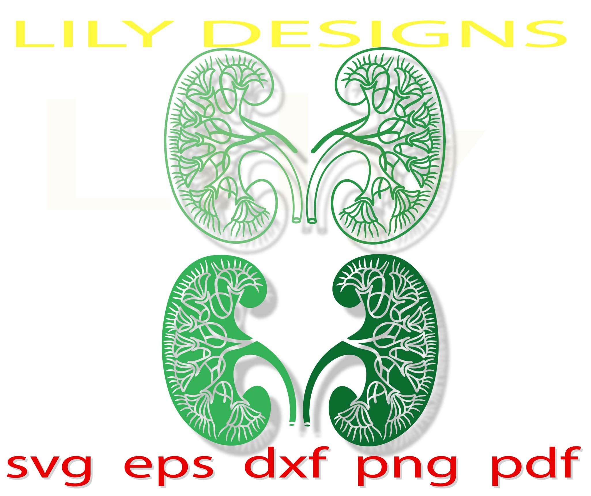 Kidney Svg Human Organ Donor Png Vector Eps Cricut Silhouette | Etsy