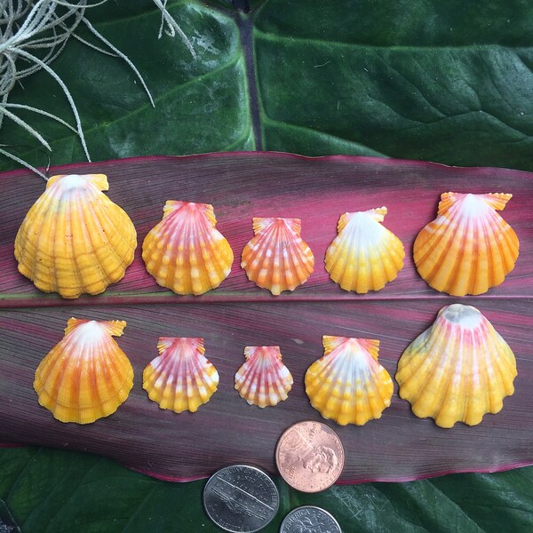 Sunrise Shells - Etsy