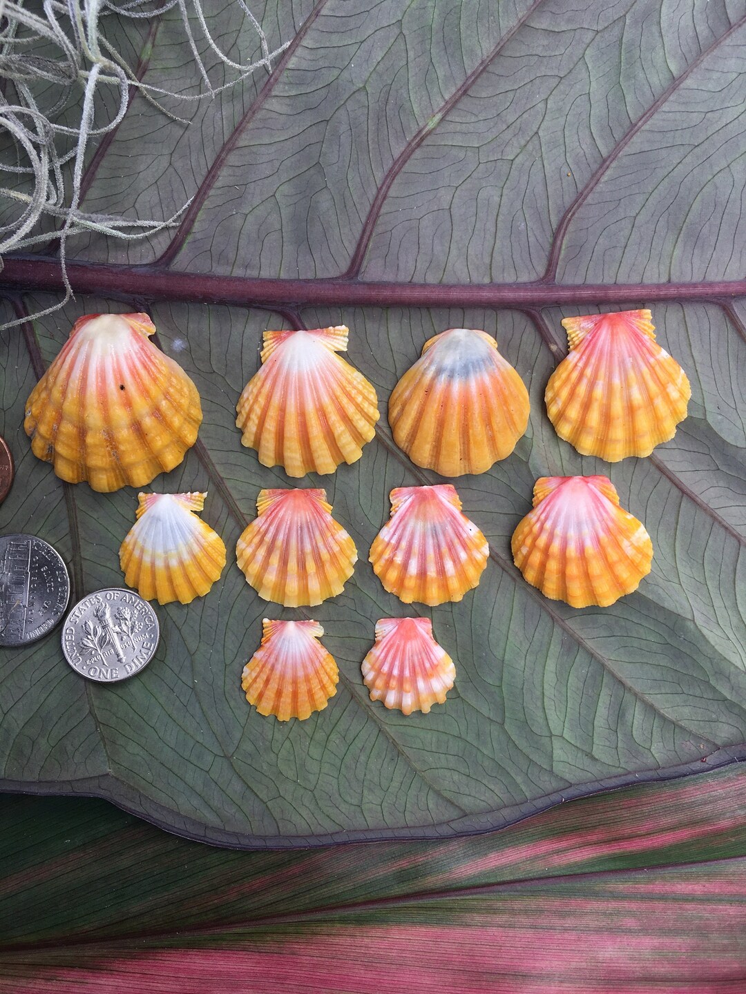 Hawaiian Sunrise Shells (set of 10 Shells) - Etsy