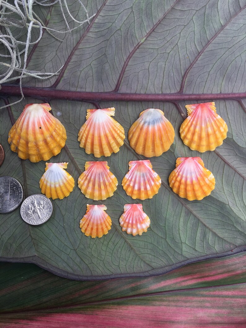 Hawaiian Sunrise Shells set of 10 Shells - Etsy