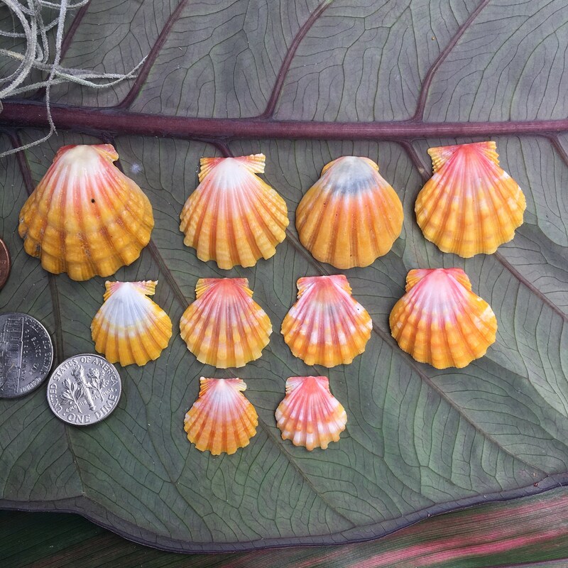 Sunrise Shell - Etsy