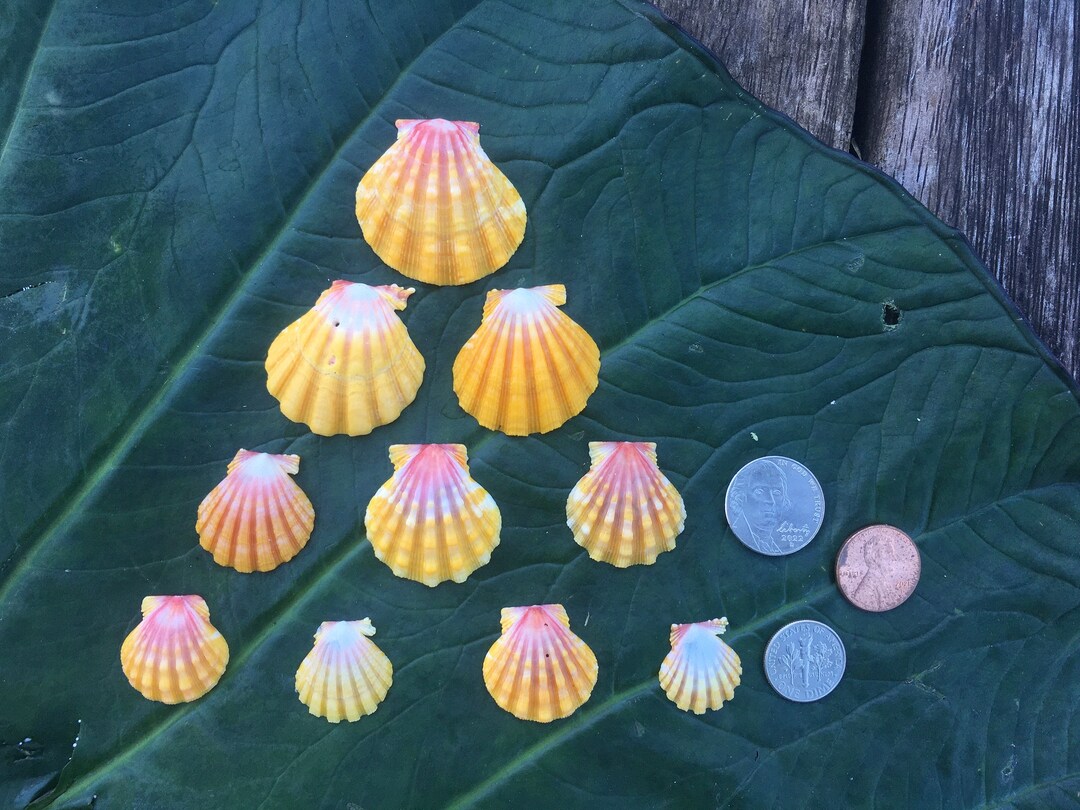 Hawaiian Sunrise Shells set of 10 Shells - Etsy