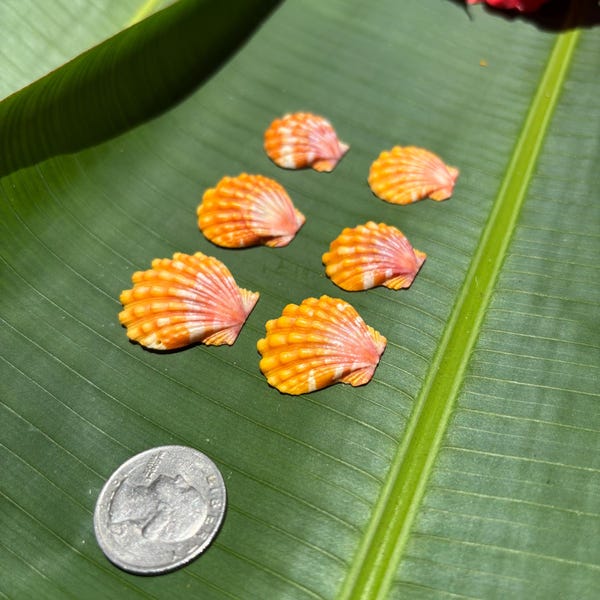 Sunrise Shells - Etsy