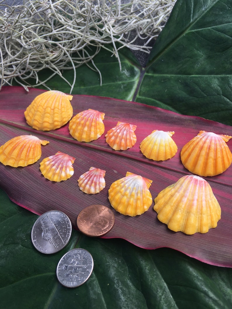 Hawaiian Sunrise Shells set of 10 Shells - Etsy
