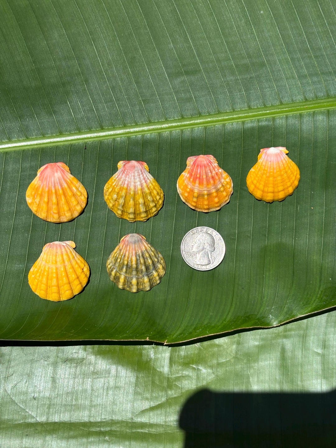 Hawaiian Sunrise Shells (set of 6) - Etsy