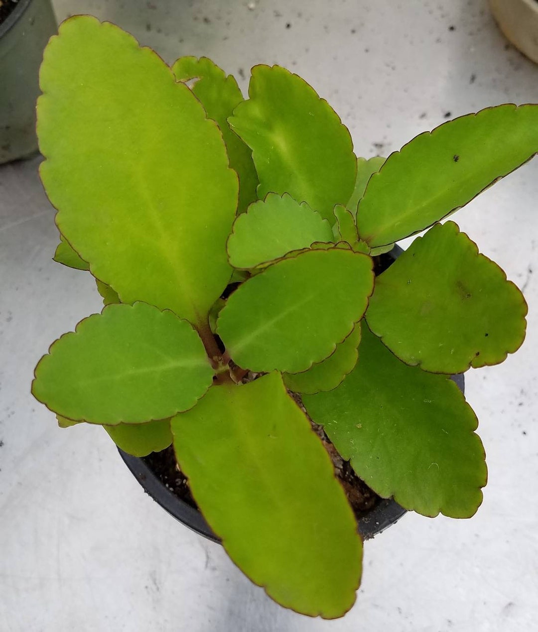 Kalanchoe Pinata Bryophyllum Pinnatum Miracle Leaf Leaf of Life 만손초 ...