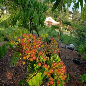 Curry Leaf Plant Seeds 10 Grown in USA Freshly Harvested Murraya ...