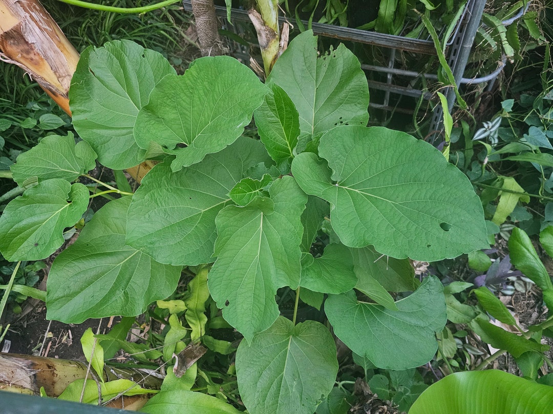 Hoja Santa Mexican Pepper Leaf Sacred Leaf Root Beer Plant 2 Rooted ...