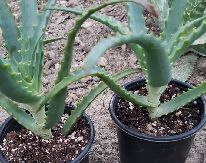 2 Aloe Arborescens Rooted Potted Plants Medicinal Aloes 알로에 아보라센스 - Etsy
