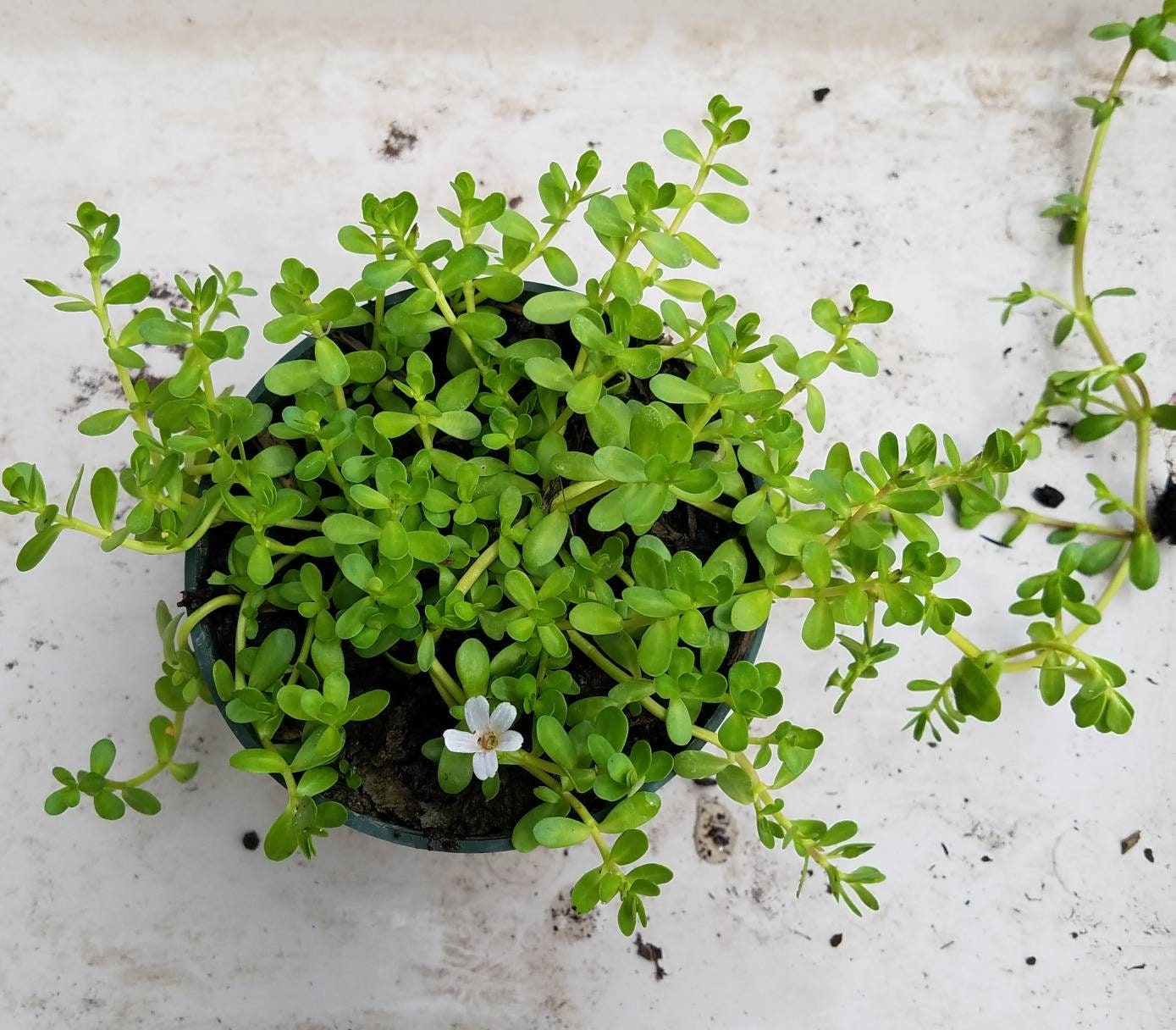 Bacopa Monnieri Plant