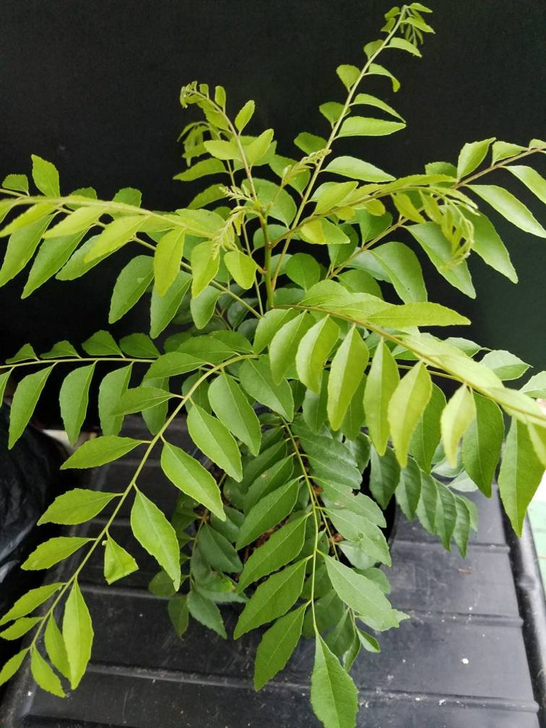 Curry Leaf Plant Murraya Koenigii Sweet Neem Indian Curry Leaf - Etsy