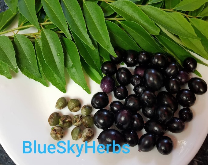 Curry Leaf Plant Seeds 10 Grown in USA Freshly Harvested Murraya ...