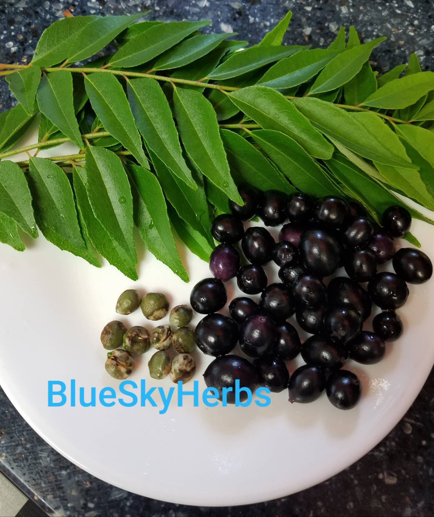 Curry Leaf Plant Seeds