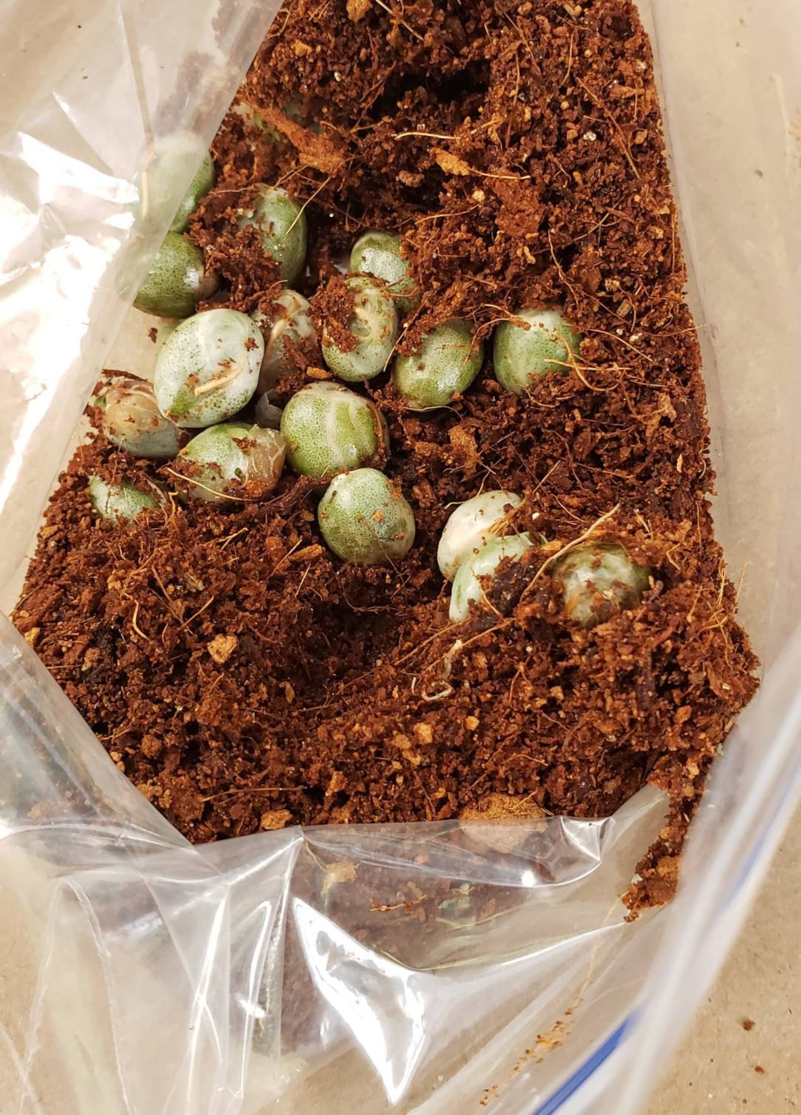 Curry Leaf Plant Seeds 10 Grown in USA Freshly Harvested | Etsy