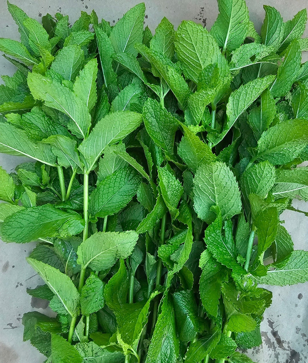 Fresh Cut Peppermint Harvested Fresh Leaves 1 + Pound - Etsy