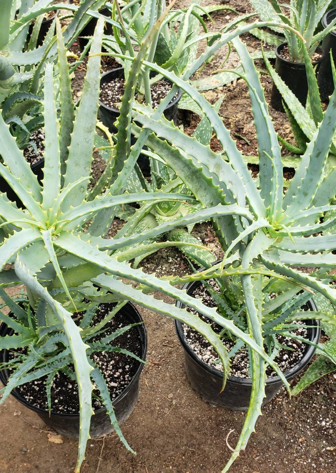 2 Large Aloe Arborescens Medicinal Aloes Organically Grown - Etsy