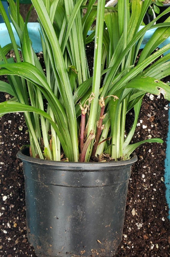 Chinese Plants For Luck