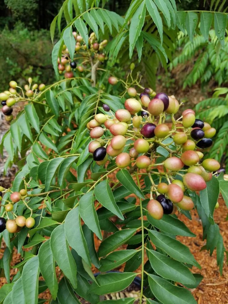 Curry Leaf Plant Murraya Koenigii Sweet Neem Indian Curry Leaf - Etsy