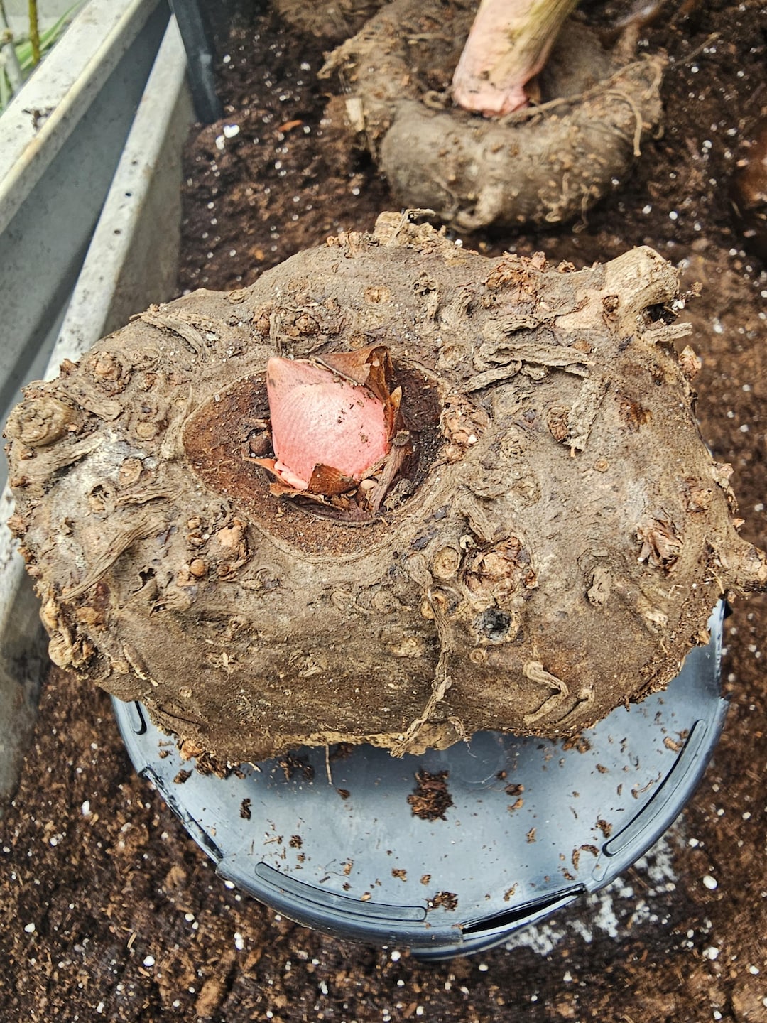 Konjac Amorphophallus Konjac Corm /tuber - Etsy