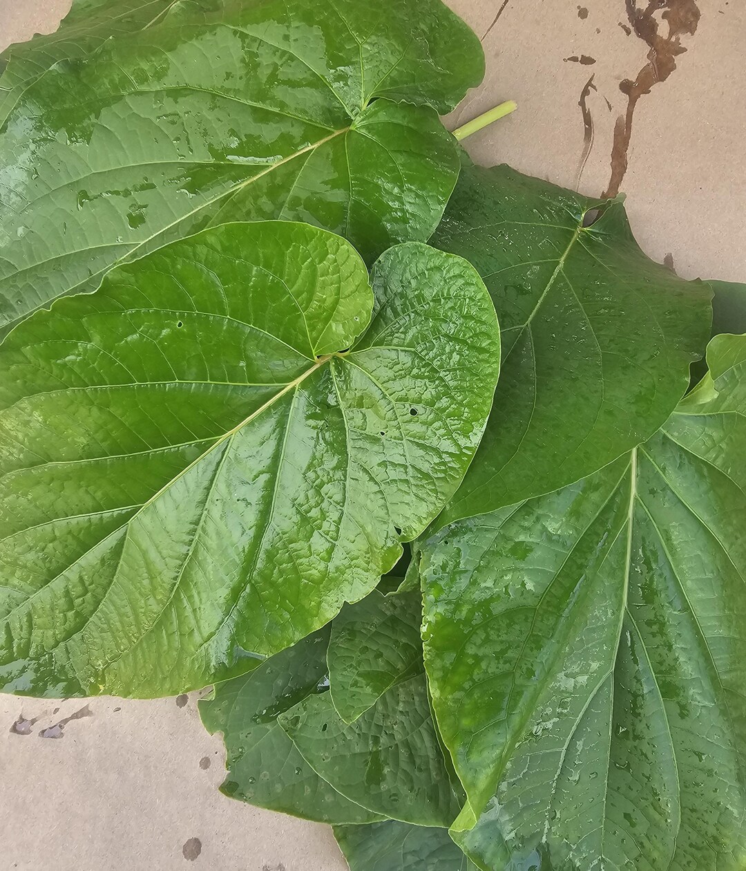 Hoja Santa Mexican Pepper Leaf Fresh Harvested 12 14 Whole Leaves ...