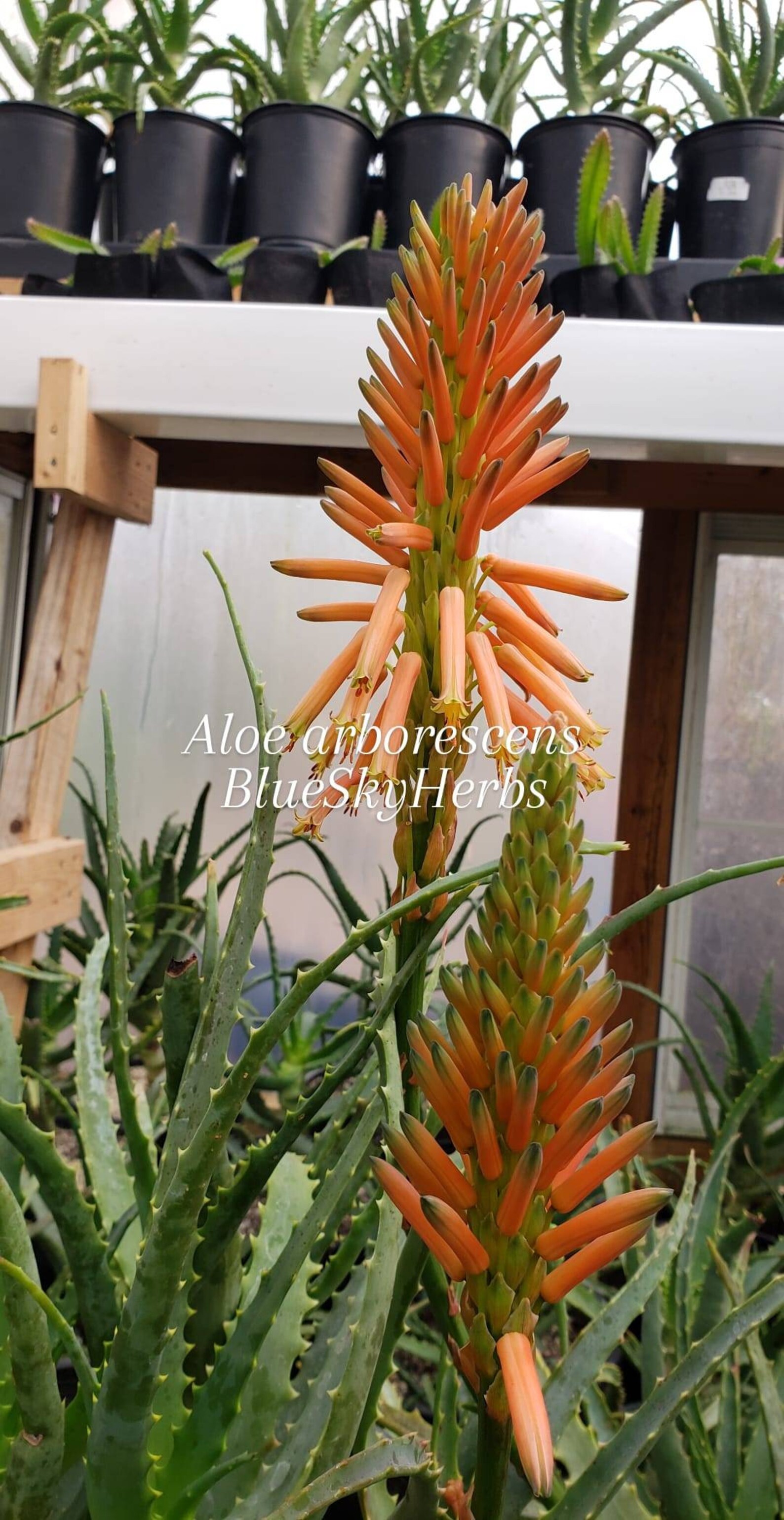 Aloe Arborescens Potted and Rooted Medicinal Plant 알로에 아보라센스 | Etsy