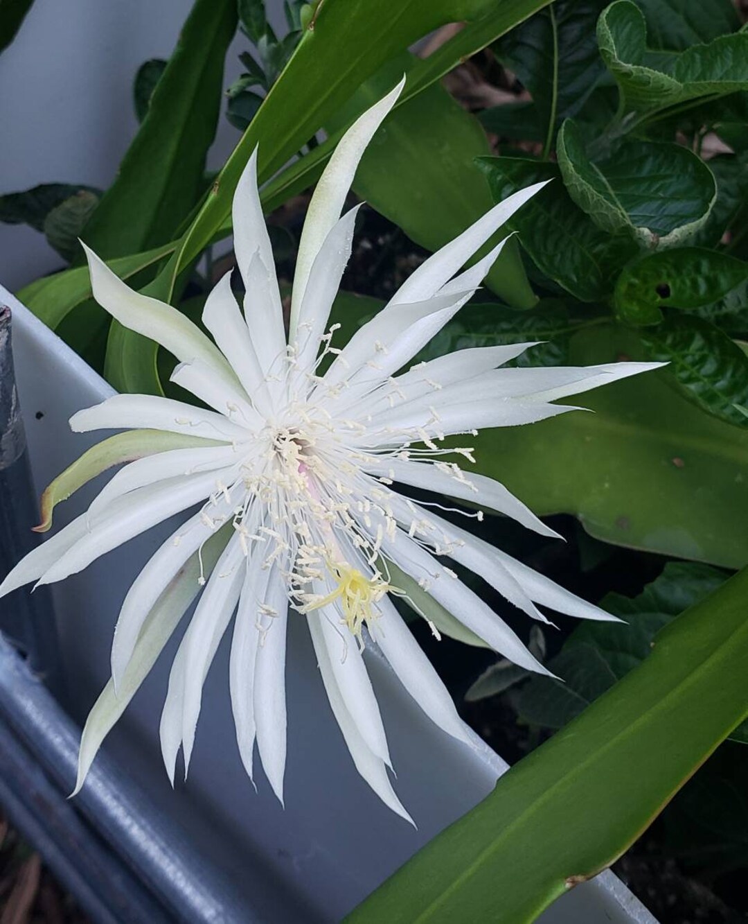 Queen of Night Epiphyllum Hookeri Cactus - Etsy