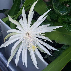 Queen of Night Epiphyllum Hookeri Cactus - Etsy