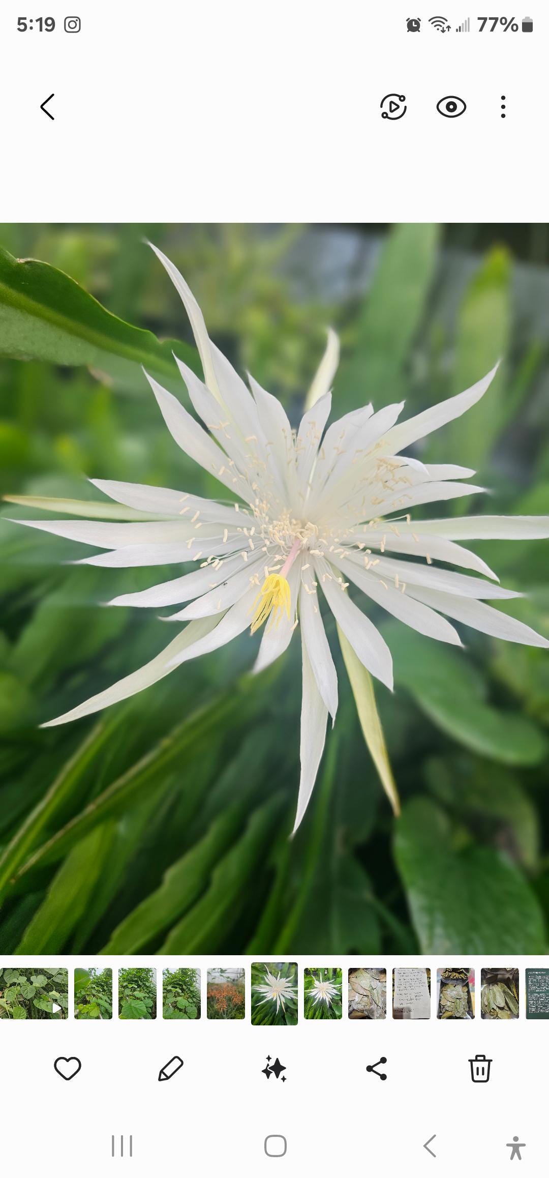 Queen of Night Epiphyllum Hookeri Cactus 4 X-large Cuttings - Etsy